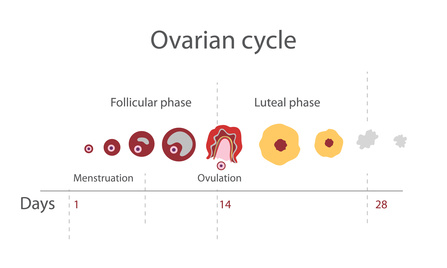 Como calcular o período fértil