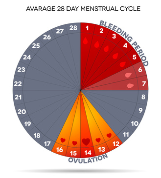 Como calcular o período fértil