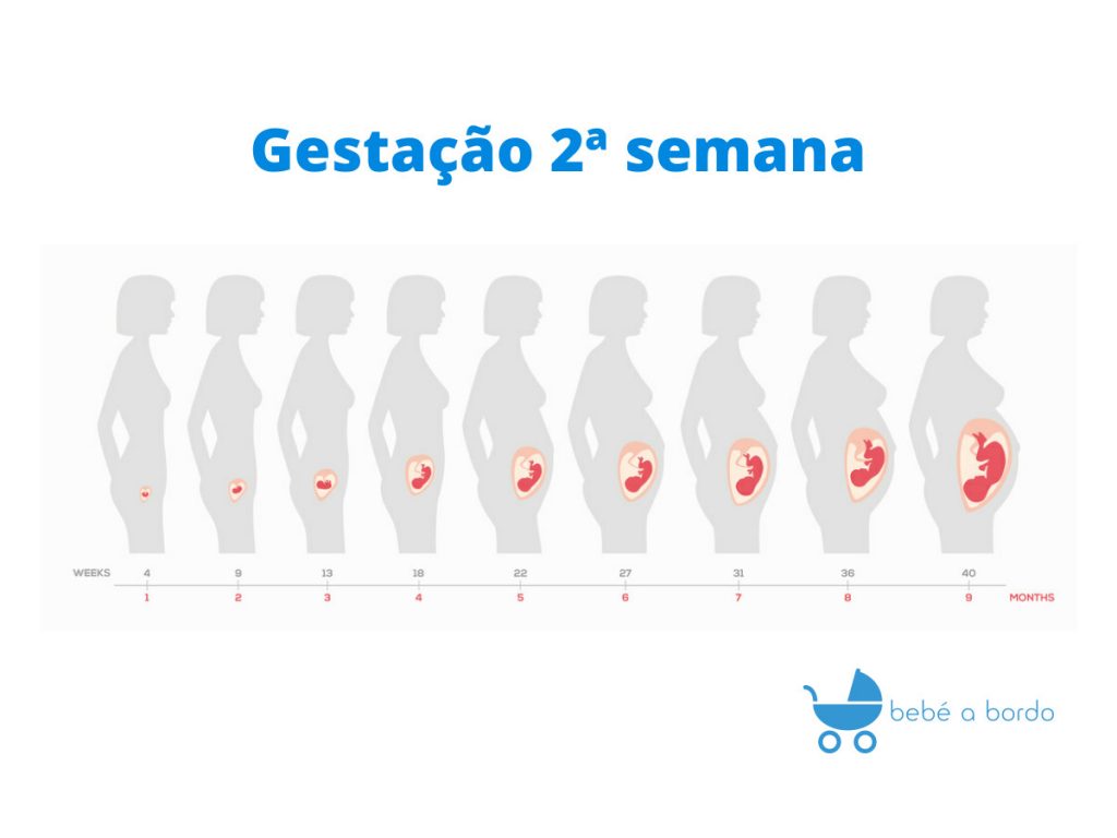 A Gesta o 2 Semana A Gesta o 2 Semana