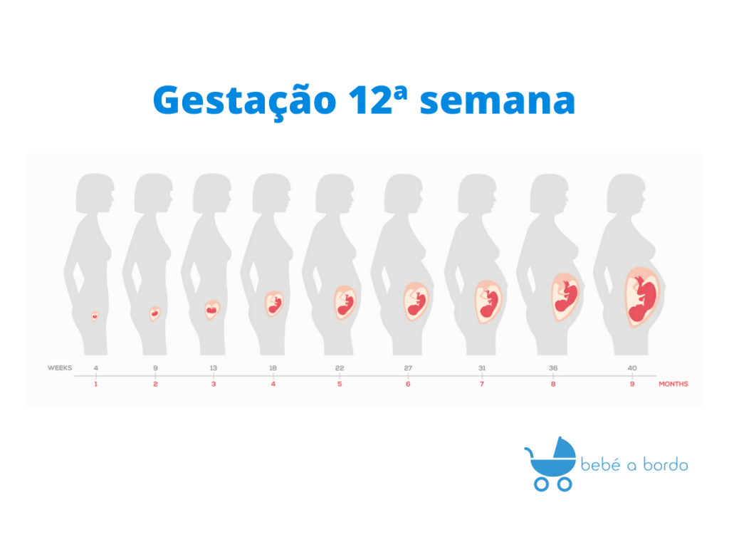A gestação: 12ª semana